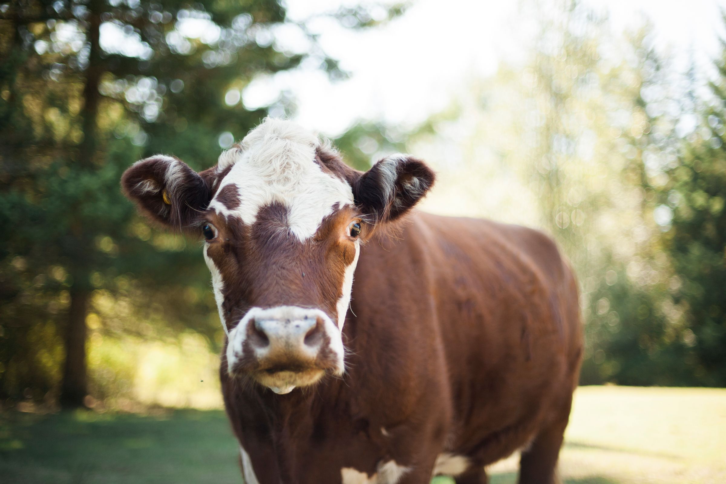 A Review Of The Original Canon EOS 5D Classic